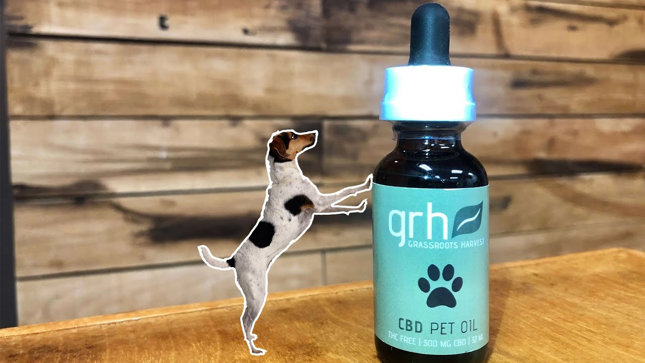 Full Spectrum CBD Gummies for Pain | 7 Benefits of CBD oil for Dogs Do ...