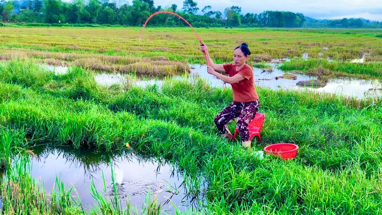 Fishing video || My mother eagerly fished with a hook in the rice field ...