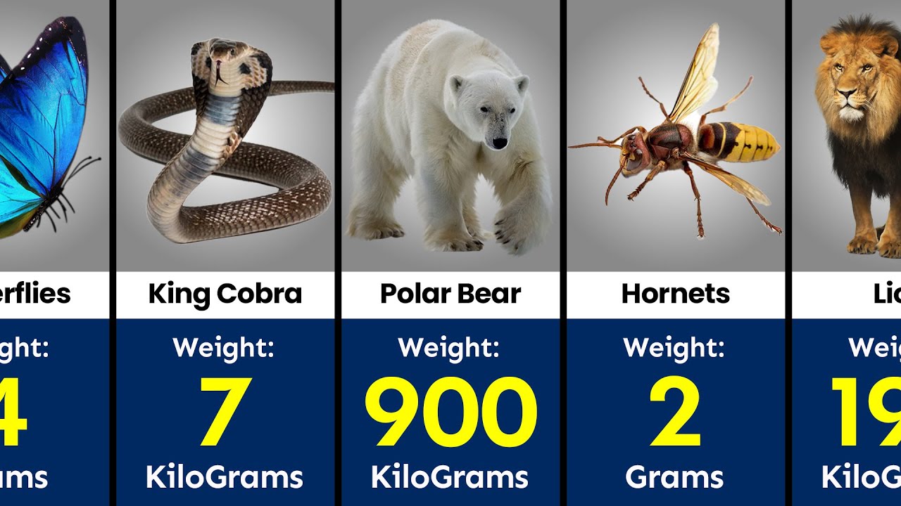 Comparative Weights of Land Animals (Different Categories) - YouTube