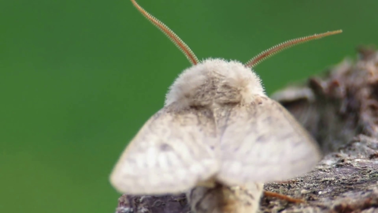 Shaking moth - YouTube
