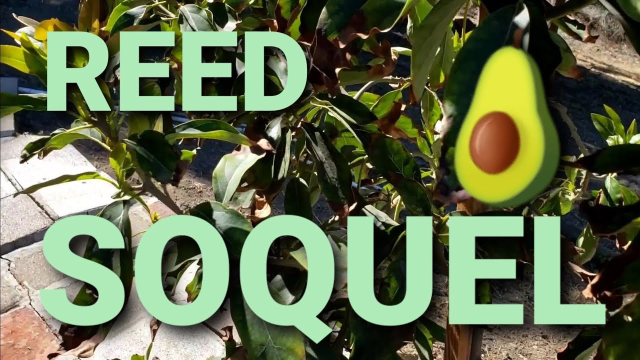 PLANTING A LOADED REED AVOCADO TREE 🥑🌿 IN SOQUEL, CALIFORNIA - YouTube