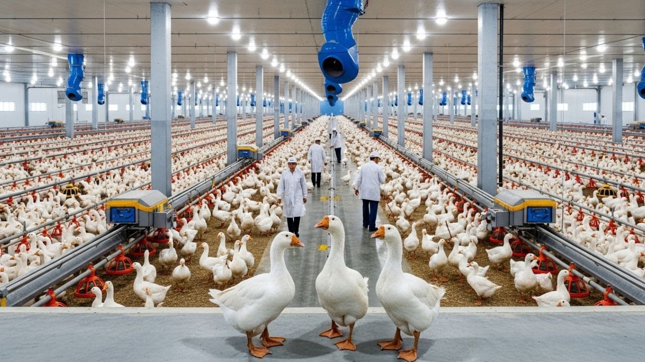 Full Process Revealed: Excellent Goose Farming Technology Produces ...