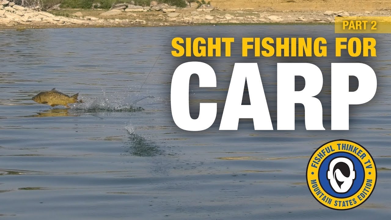 Flying Carp, Take Two, part 2 (fly fishing, carp fishing) - YouTube