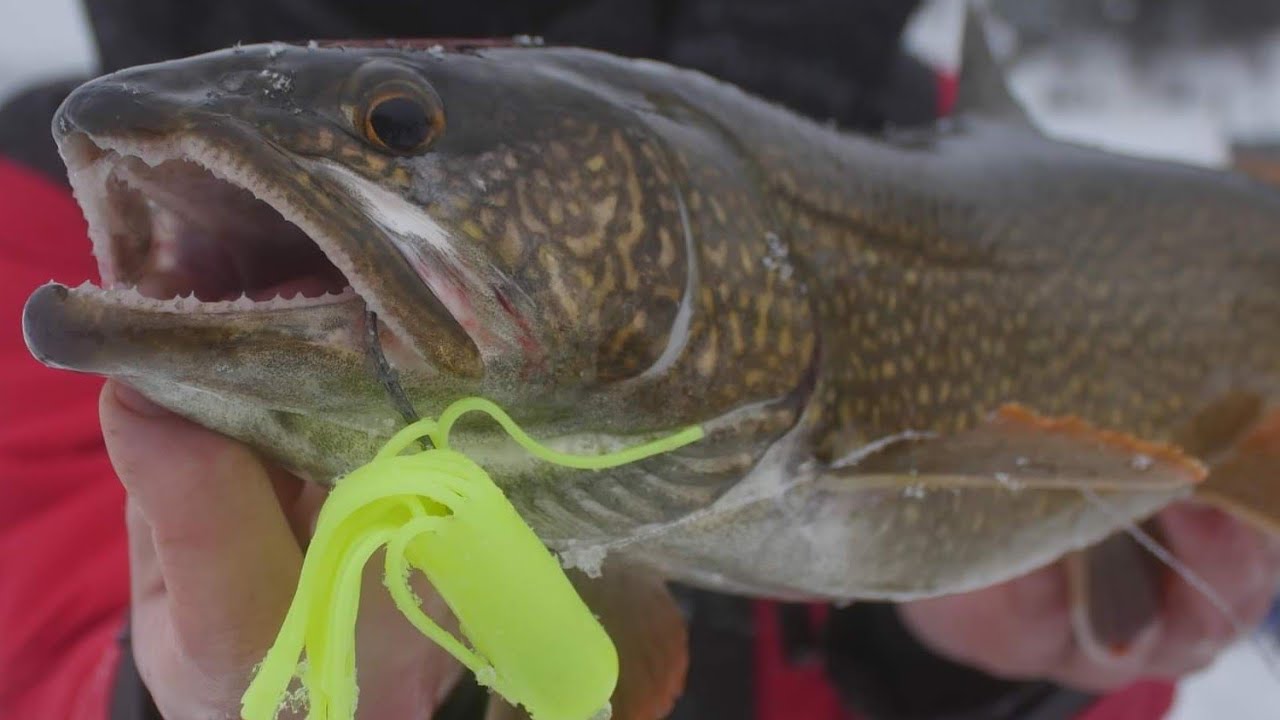 BACK WOODS LAKE TROUT! (SUPER DARK LAKERS) #icefishing #laketrout # ...