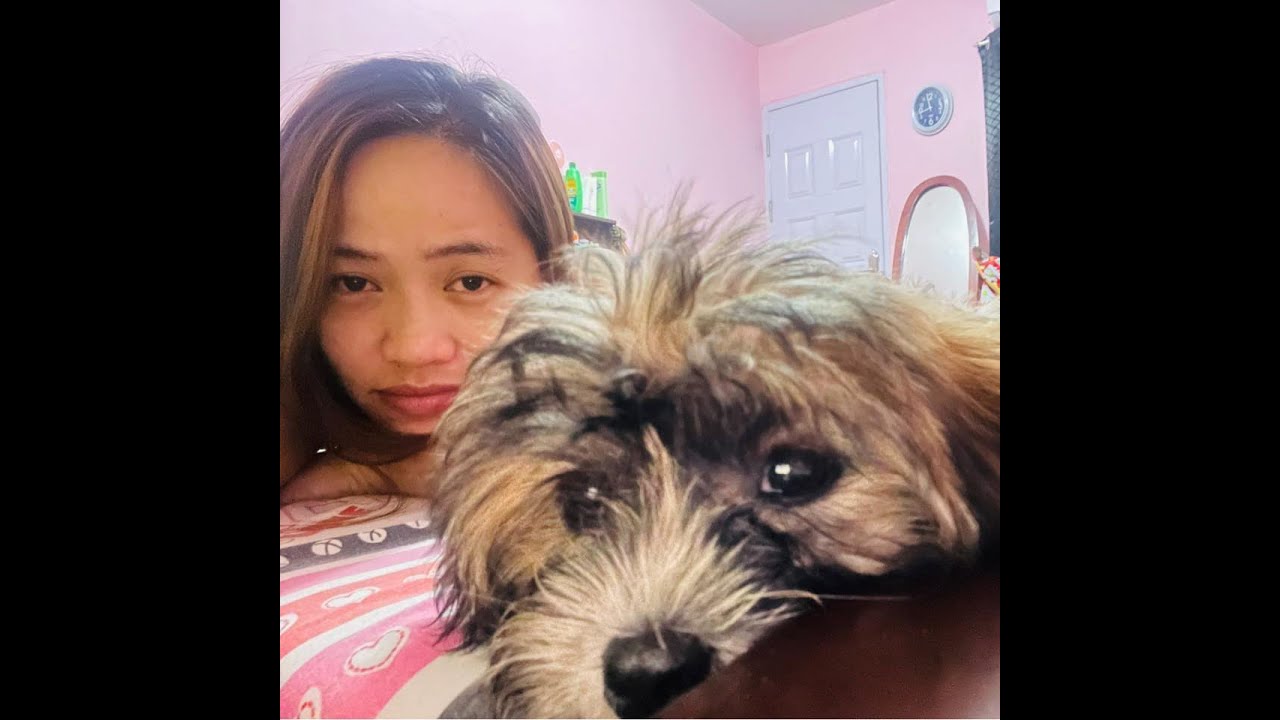 my shih poo, Axel the baby boy🥰 - YouTube