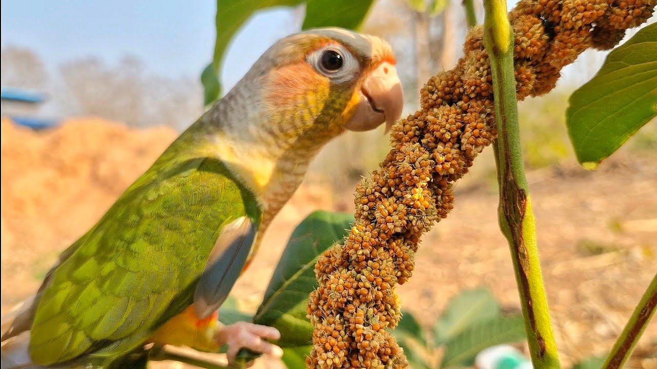 amezing bird sounds : The voice of green cheek conure parrot bird ...