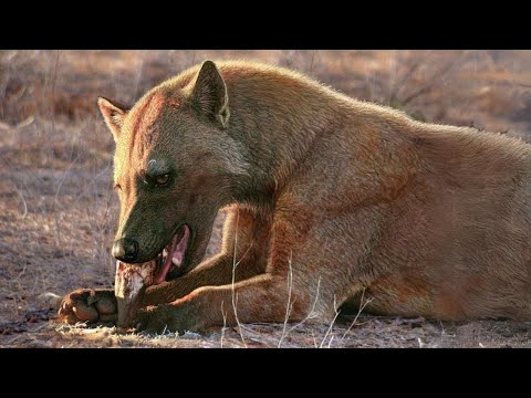 El ‘Perro’ Más Grande Que Caminó Sobre La Tierra