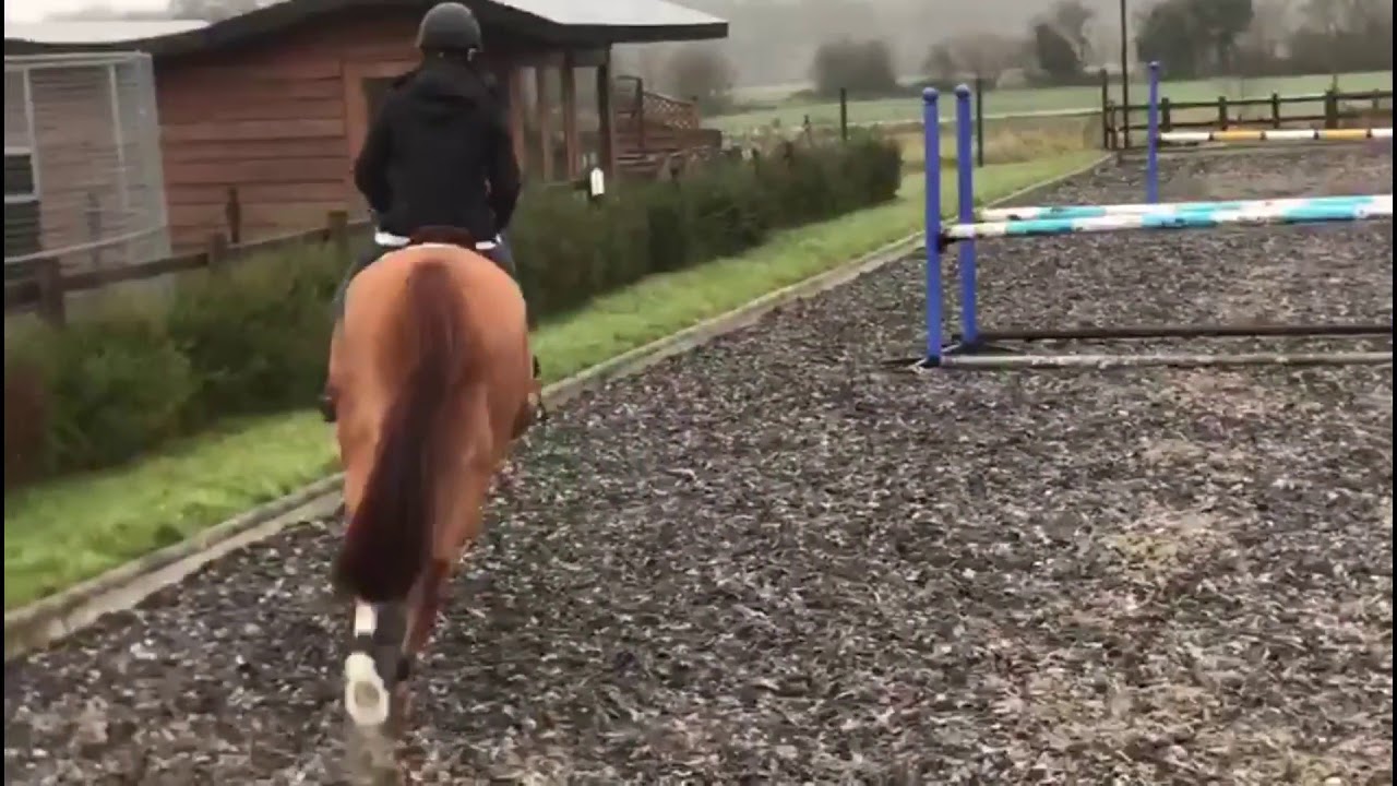 2009 KWPN mare flatwork and schooling at home - YouTube