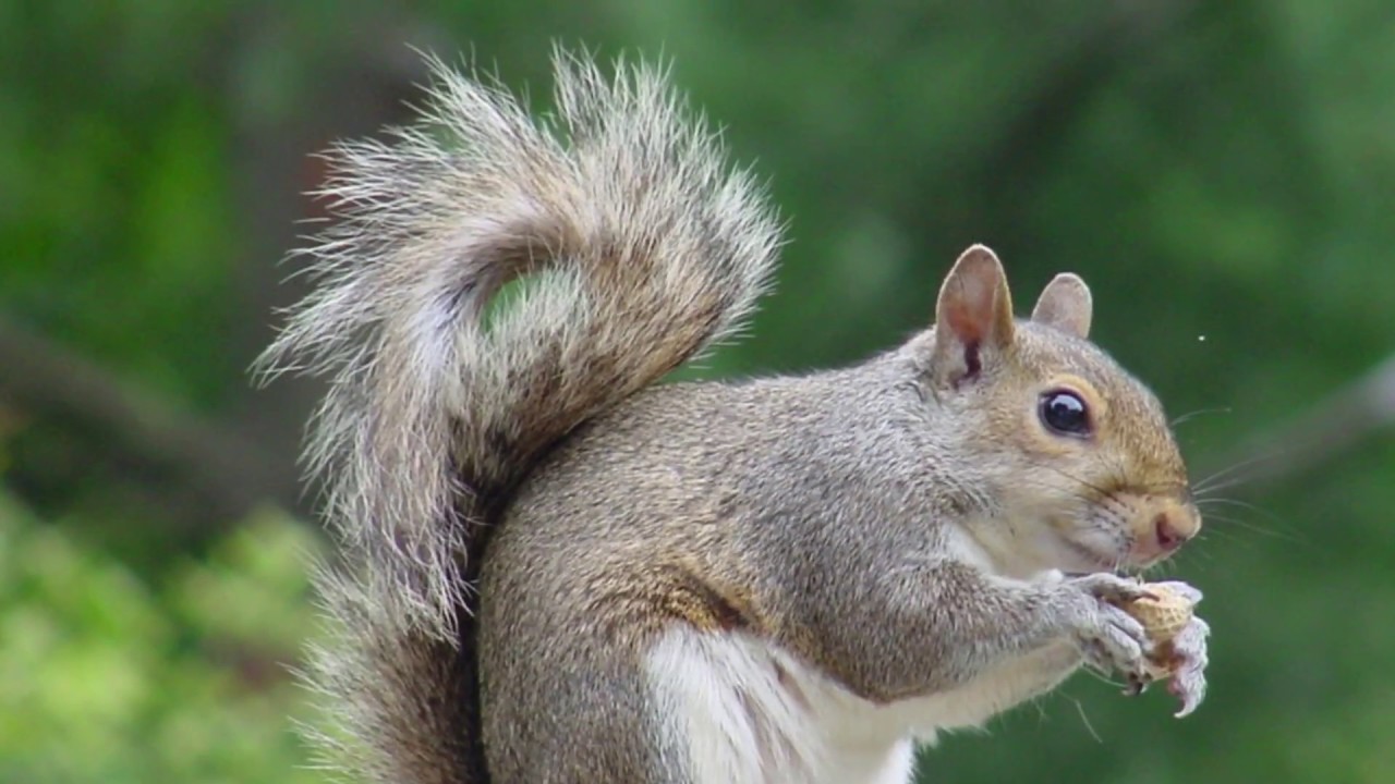 Singing Hands: #MakatonMonday 2017 #3 - SQUIRREL - in Makaton - YouTube