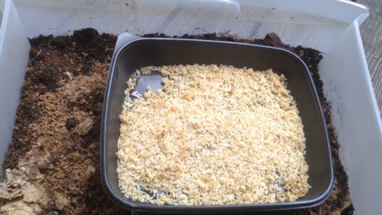 Making IMO 1 2 3 out of brown rice and Growvana , indigenous ...