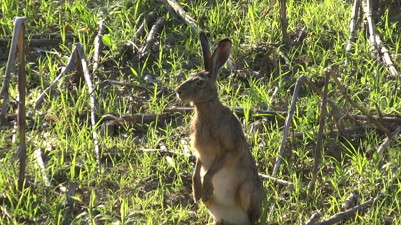 Divji zajec se prestraši - Wild rabbit is scared - YouTube