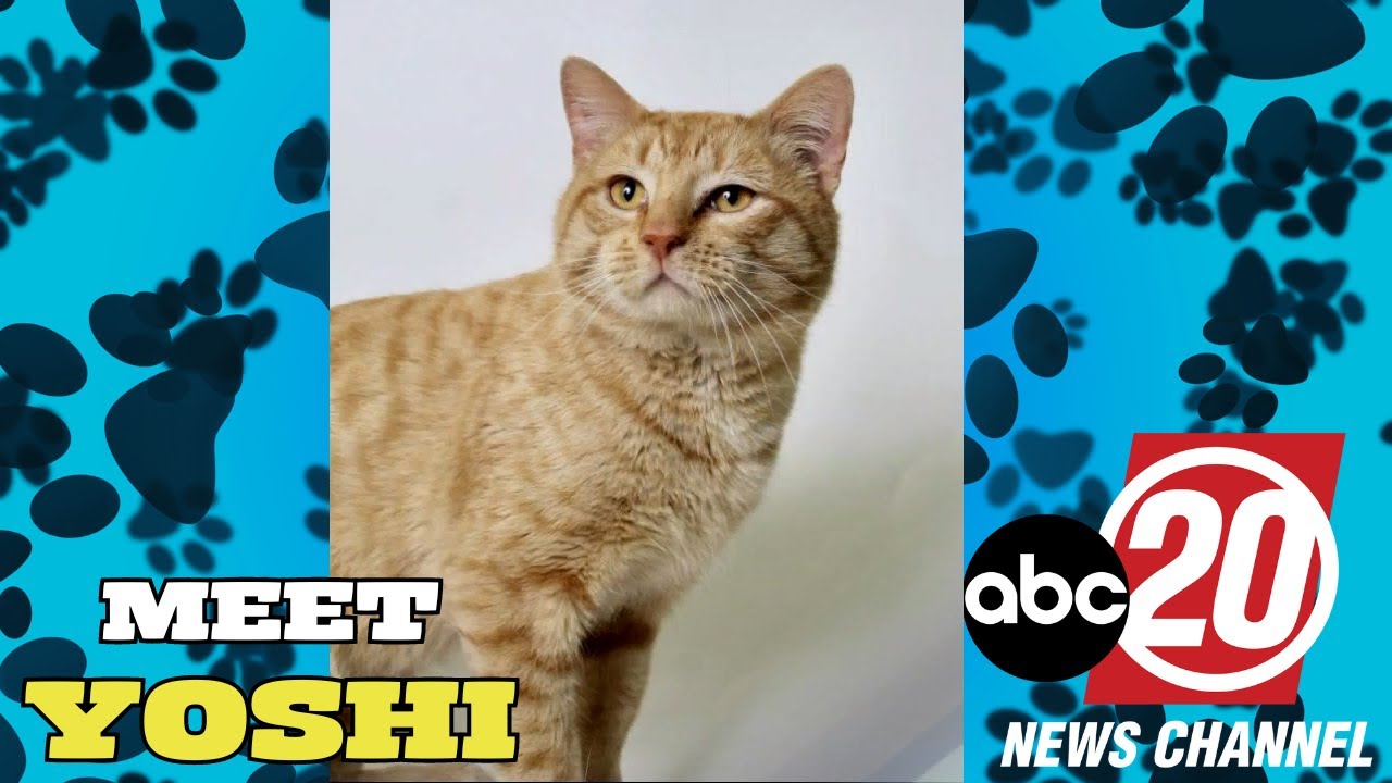 It's Time to Meet The Pet of the Week, the Lovable Yoshi! - YouTube