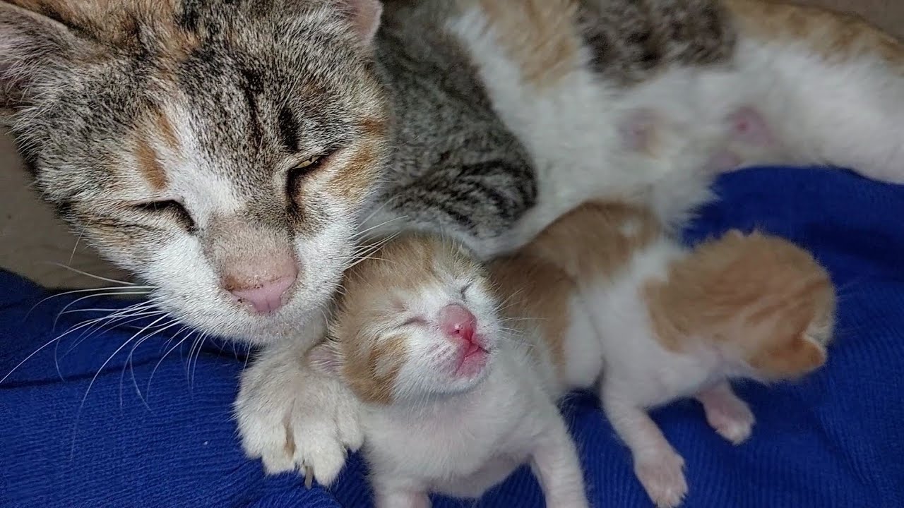 kittens Growth 0 To 15 Days - YouTube