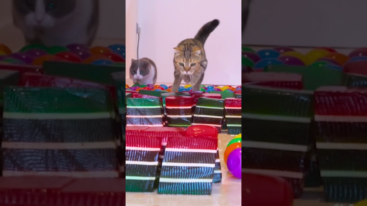Cats try the jello ball pit obstacle course! - YouTube