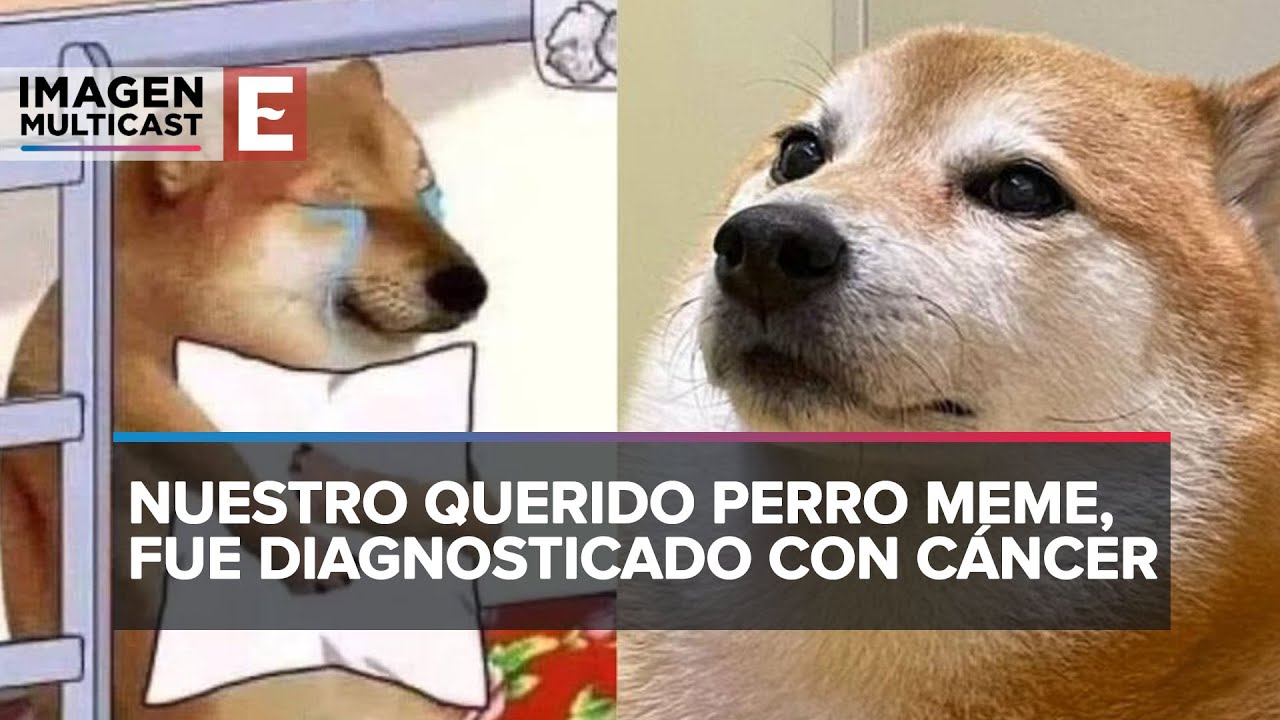Cheems, el perro viral de los memes, es diagnosticado con cáncer - YouTube