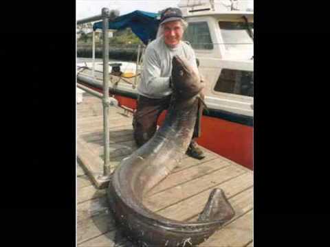 world record fish - YouTube