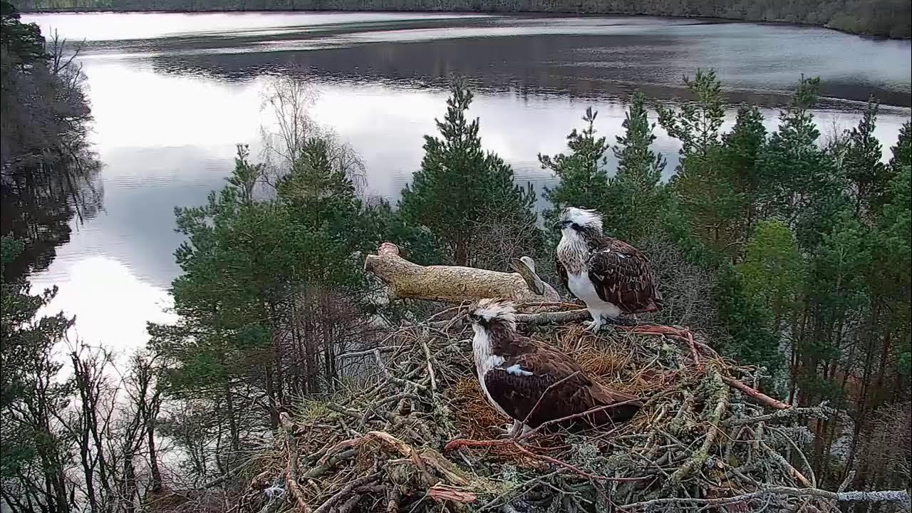 Live osprey nest camera at Loch of the Lowes Wildlife Reserve - YouTube