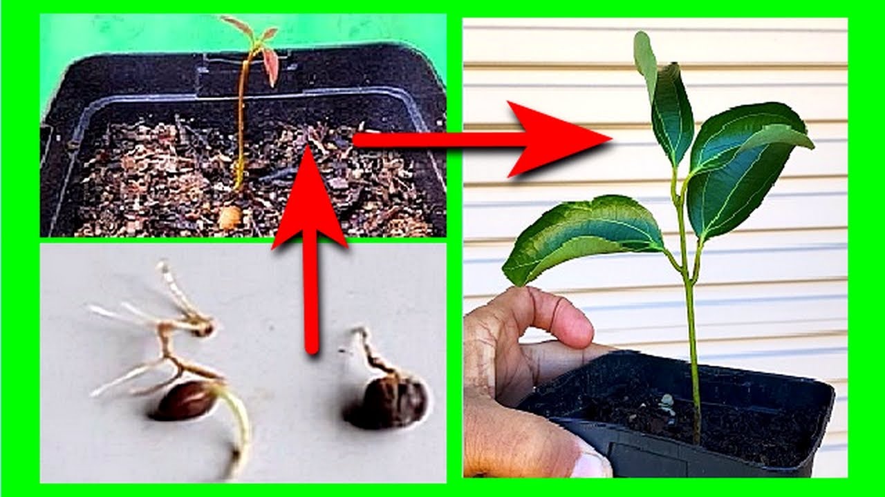 How to Grow Cinnamon Tree at Home | Growing Cinnamon from Seeds - YouTube