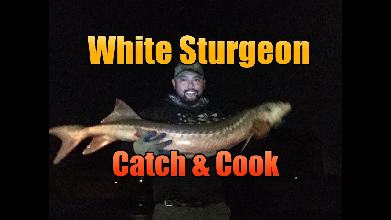 Californian White Sturgeon - Catch and Cook - YouTube