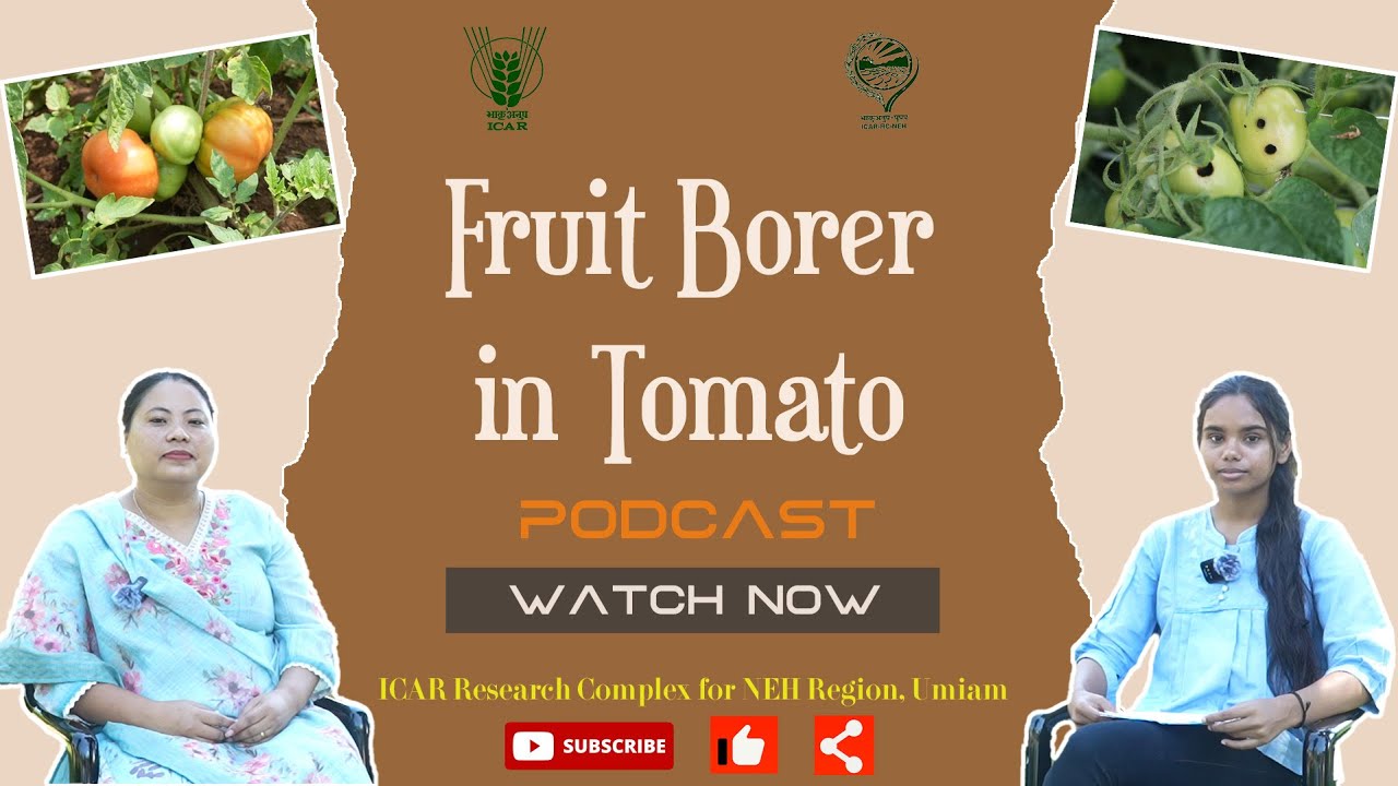 EP - 24 || Podcast on "Fruit Borer in Tomato" || ICAR RC NEH, Umiam ...