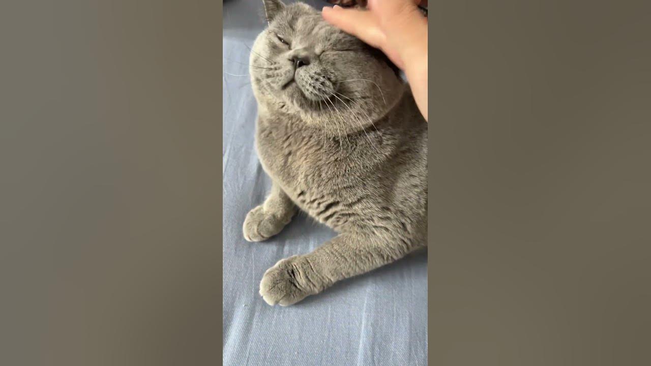Gentle Slap Makes The Cat 🤤🤤🤤🤤🤤🤤🤤 Youtube