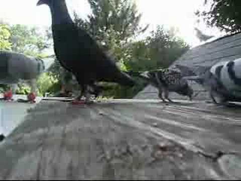 afghan pigeons part 4 - YouTube