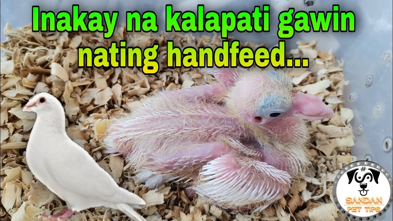 inakay na kalapati gagawin nateng handfeed... at May pa tips kung paanu ...