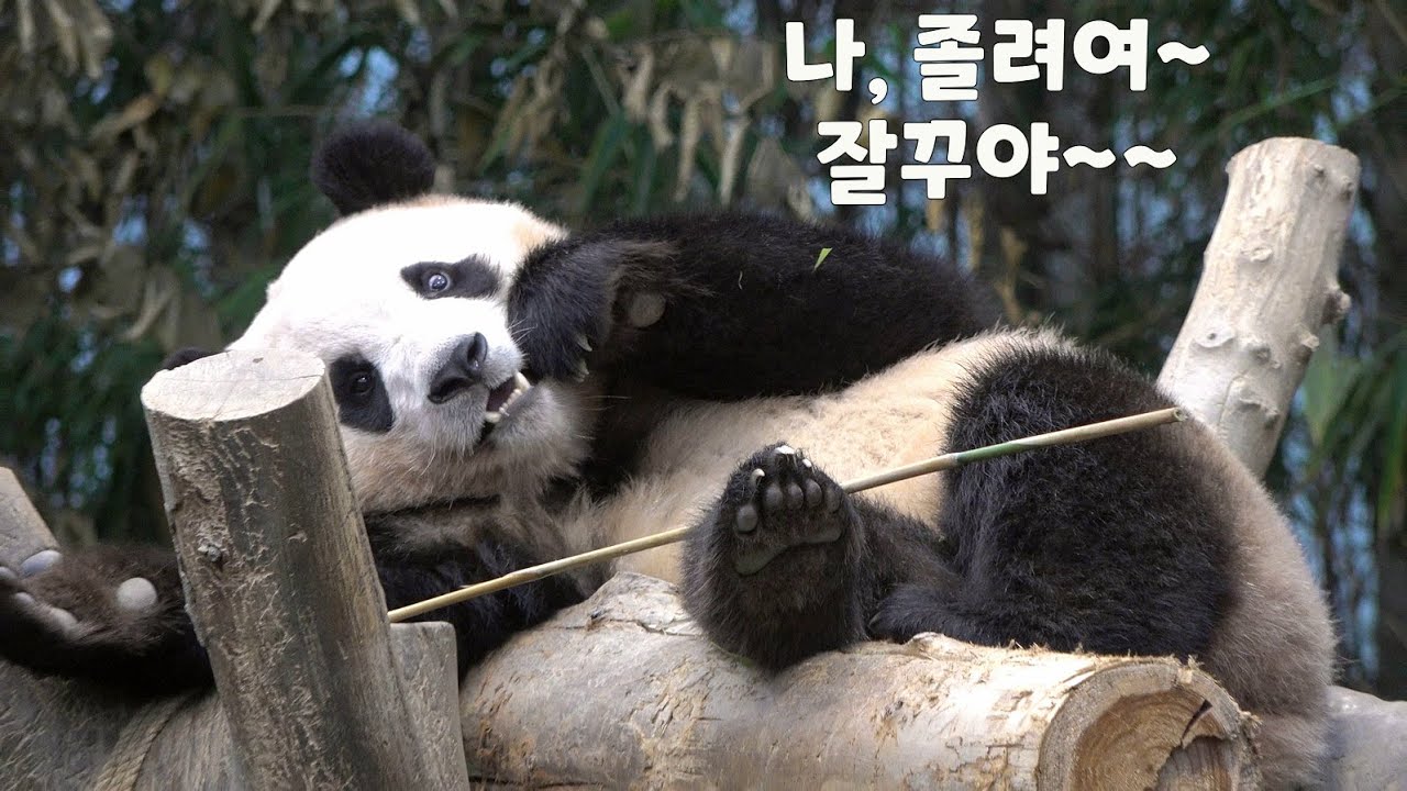 에버랜드 판다 나 졸려여~ 잘꾸야~ 푸바오 댓잎 냠냠 맛있게 냠냠하고 졸려서 어부바 나무위에서 낮잠자는 아기판다 푸바오 Youtube