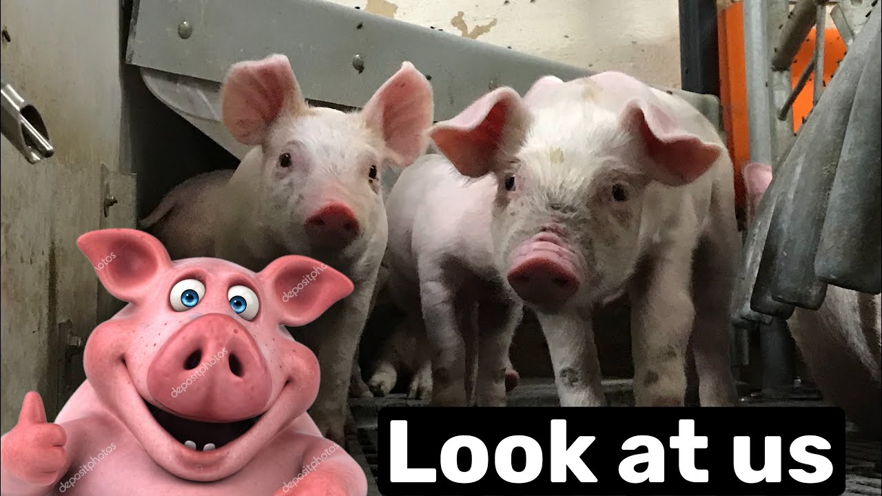 AWESOME MOTHER PIGS & THEIR PIGLETS-A MUST SEE ||NEW HD - YouTube