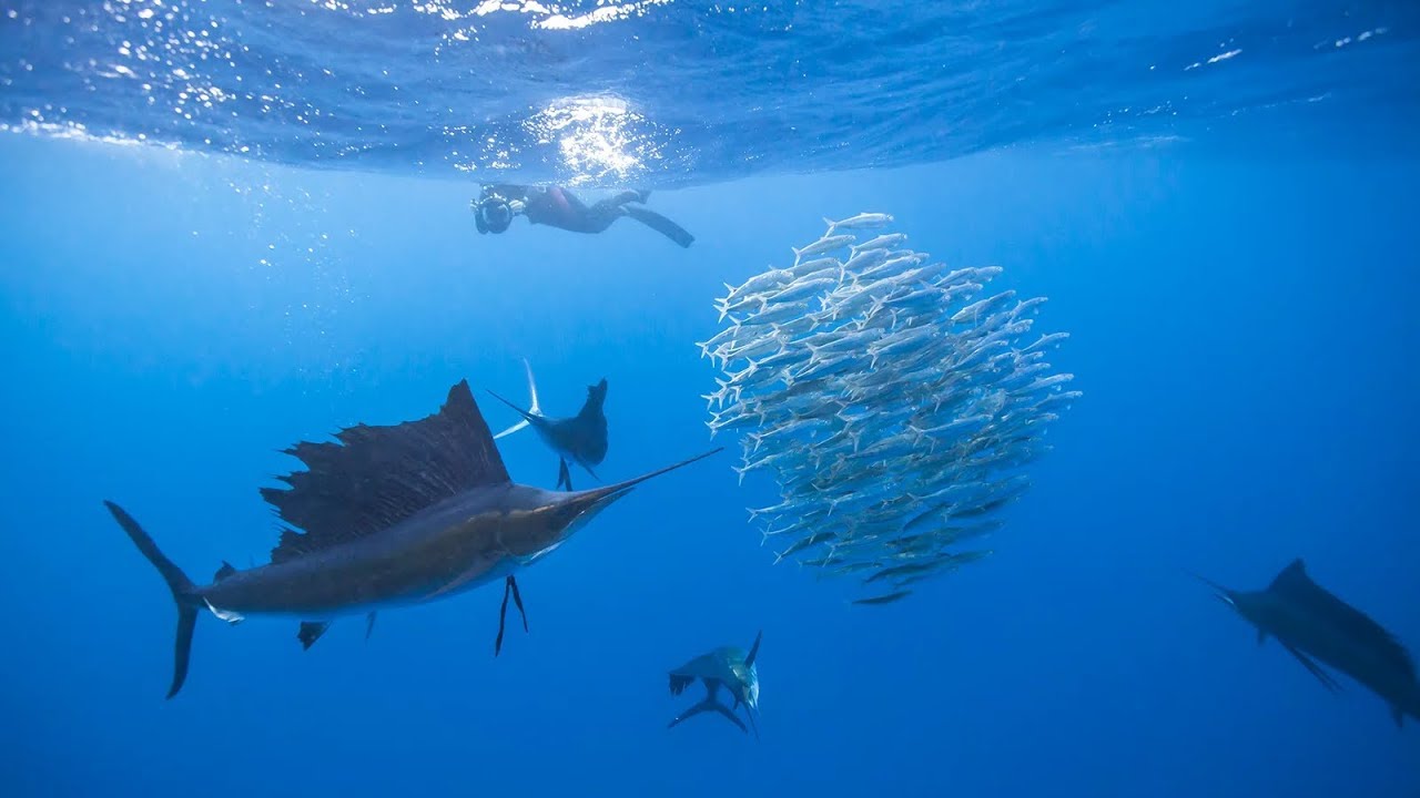 OWU 2017 Bronze Video Winner – “Sailfish“ by Sarosh Jacob - YouTube