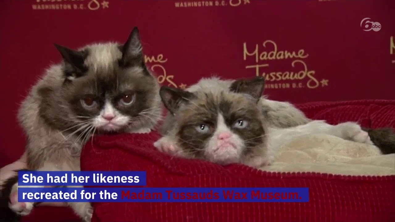 Social Media Star Grumpy Cat Dies At Age 7 Youtube