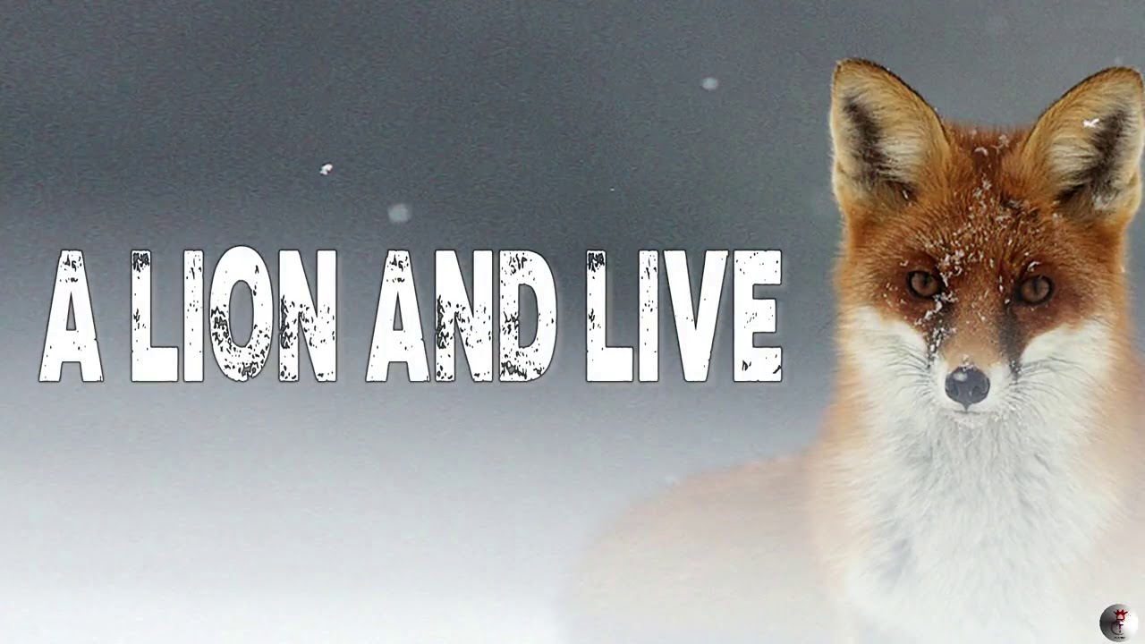 LIONS NEVER FALLOW RULES..PRASHANT RAO JEUNESSE - YouTube