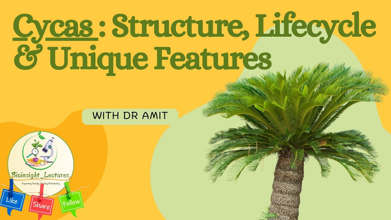 Cycas: Characteristics, Morphology, Anatomy & Reproduction | Lecture 1 ...