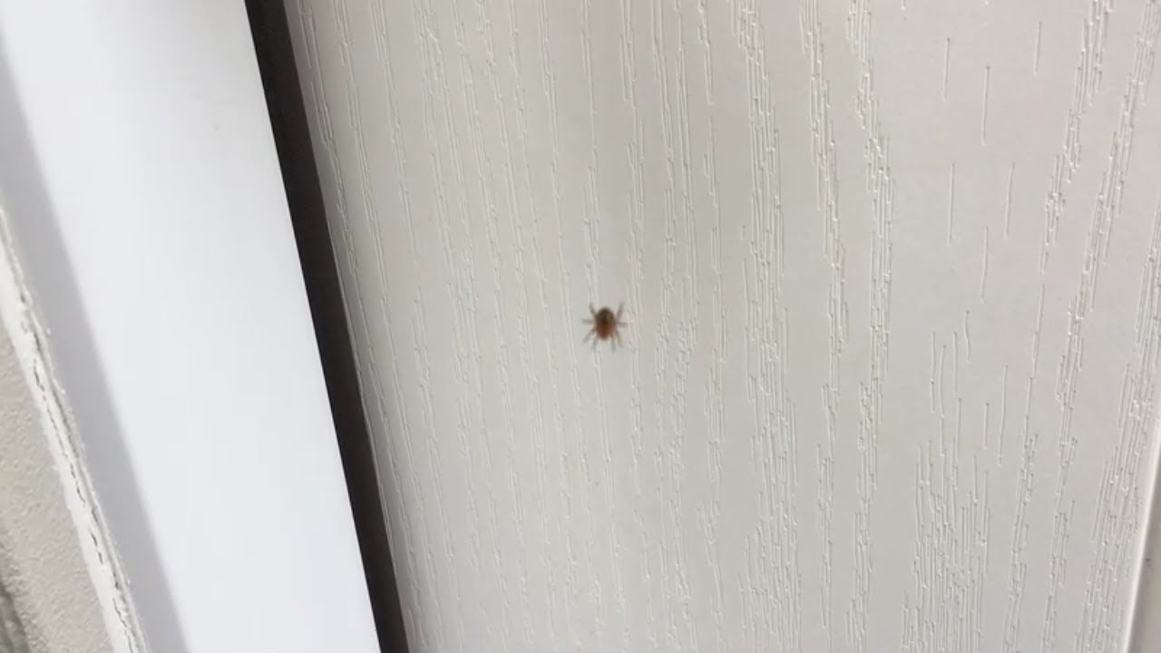 Ginger colored spider hanging just outside the Mancave aka "He-shed ...