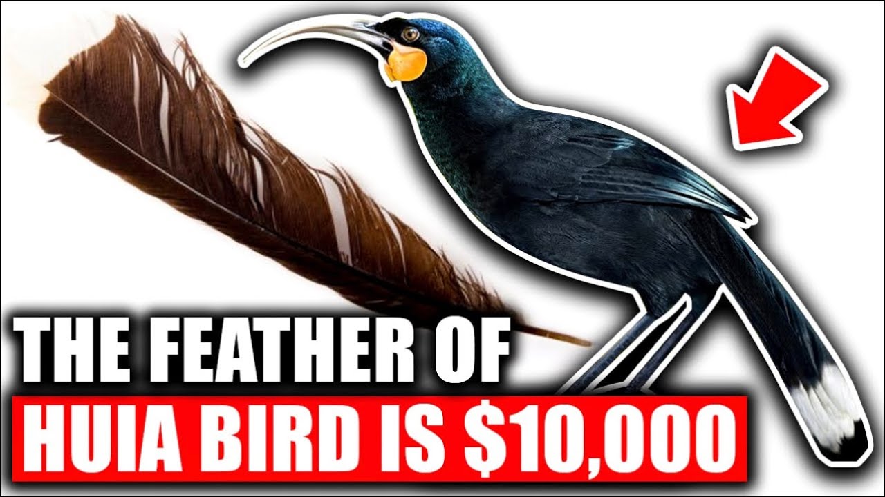 Why The Feather of Huia Bird Is $10,000 - YouTube