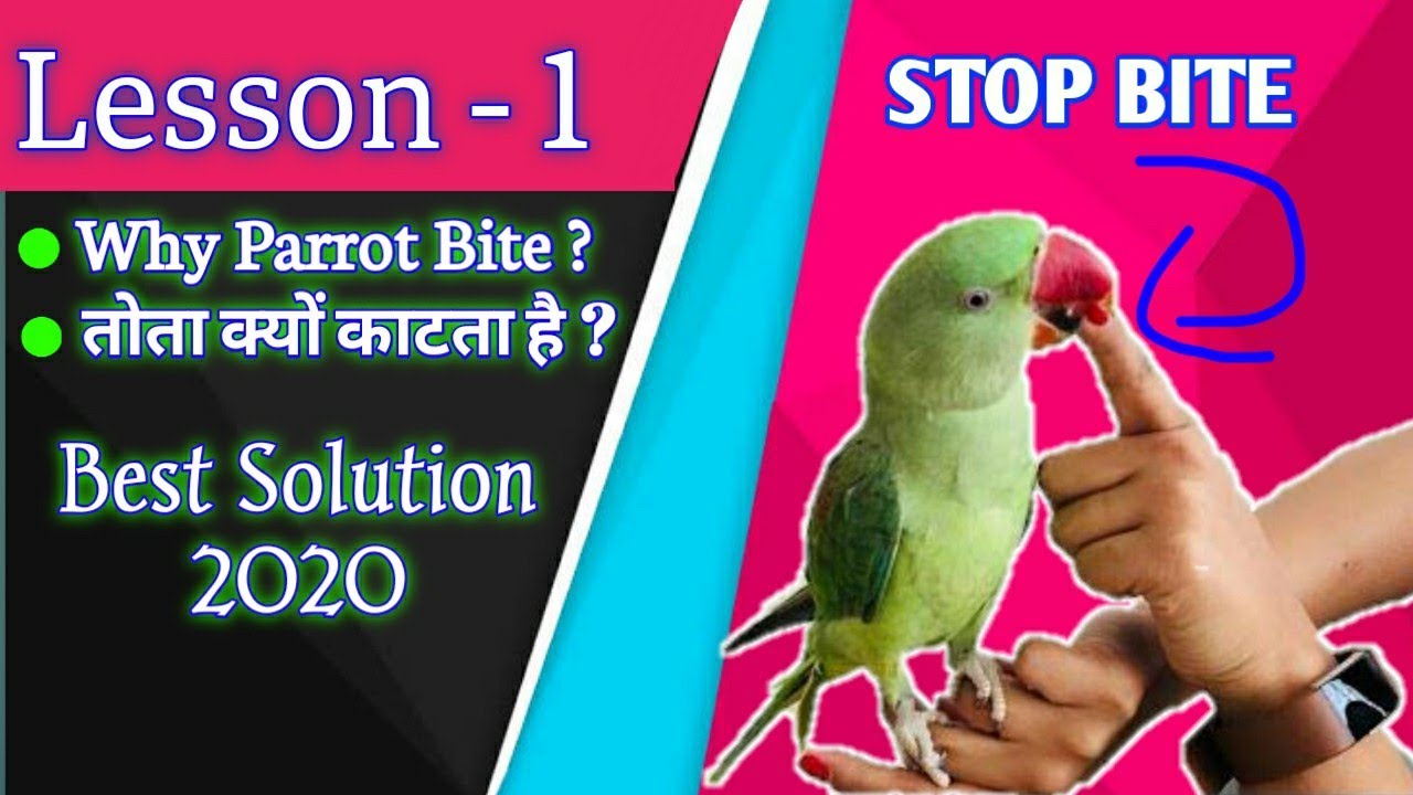 Why parrot bite | how your parrot will not bite you | tudu rusika ...