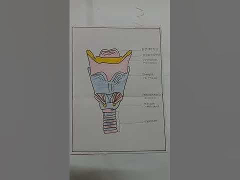 Larynx - YouTube