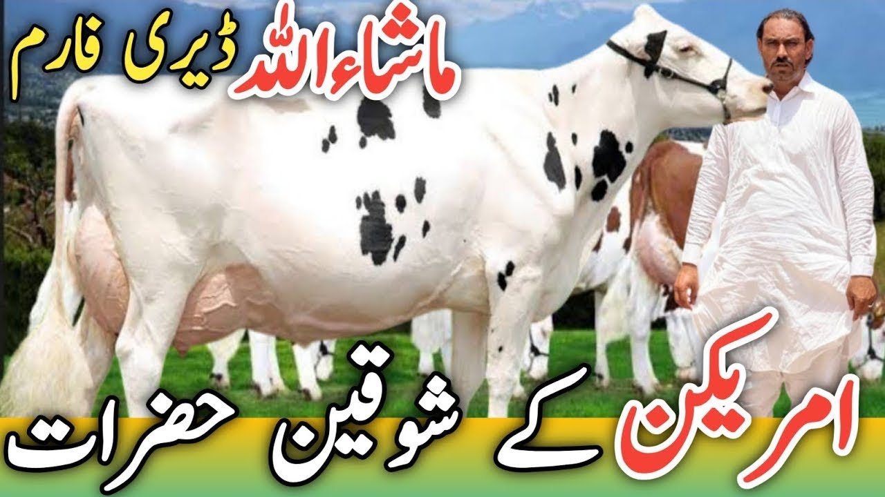 Usman Gujjar | American cows And HF cows | Top class cows #janibest ...