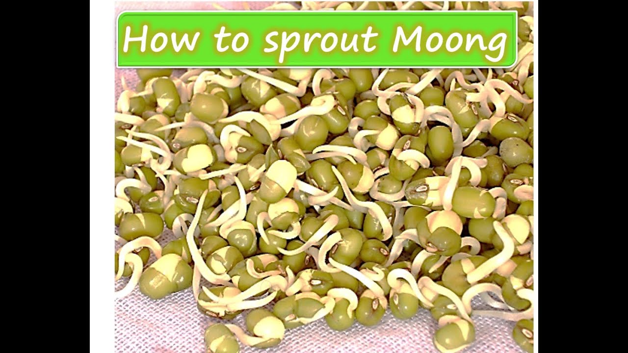 How to Sprout Moong at home | Bean Sprout | RinusRasoi - YouTube