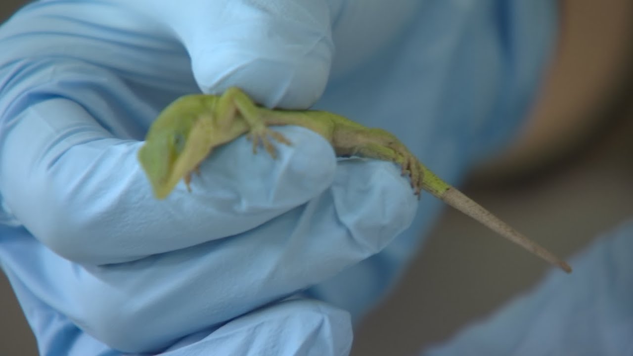 VIDEO: ASU studying reptile's tail regeneration process - YouTube