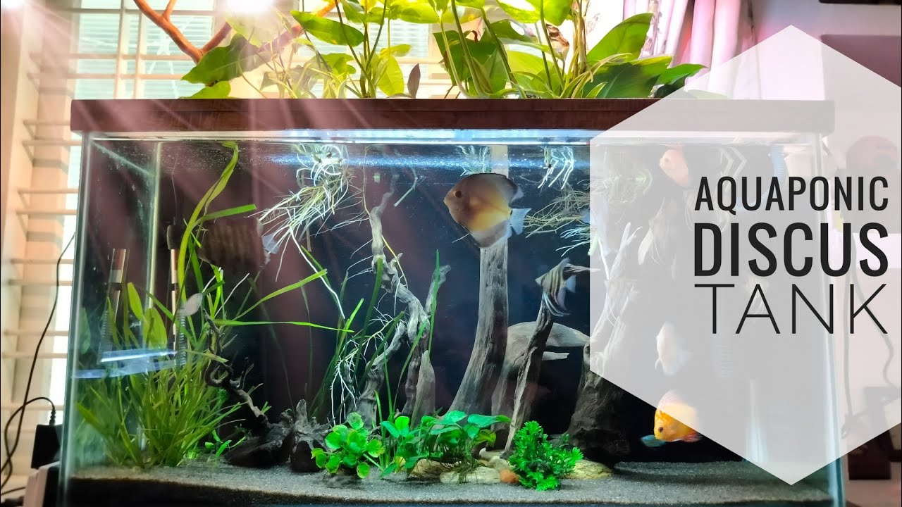 Aquaponic Discus fish tank with aquatic plants - YouTube