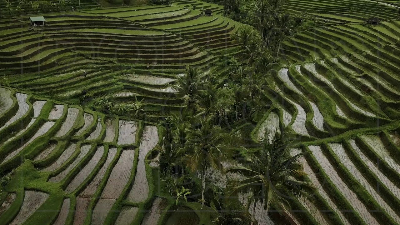 Long Pan Up Aerial Shot Over Rice Fields | Stock Drone Footage Rice ...