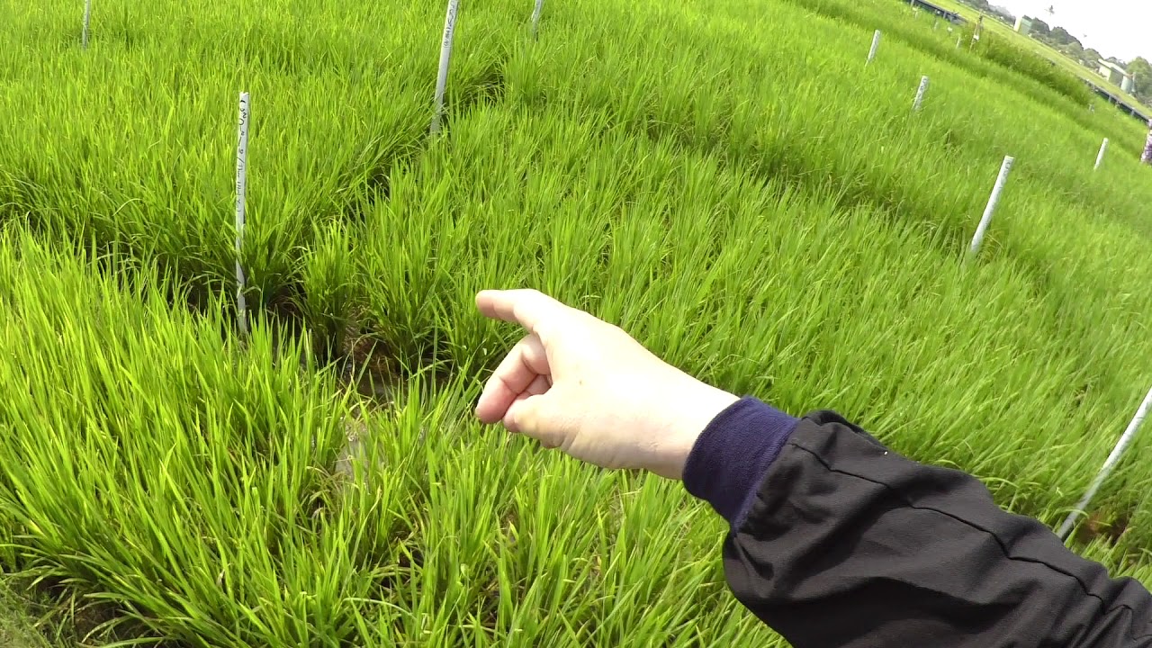 Rice heat stress experiment in Myanmar - YouTube
