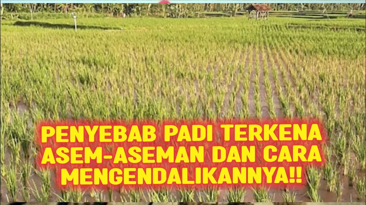 PENYEBAB PADI TERKENA ASEM ASEMAN DAN CARA MENGENDALIKAN NYA‼ - YouTube