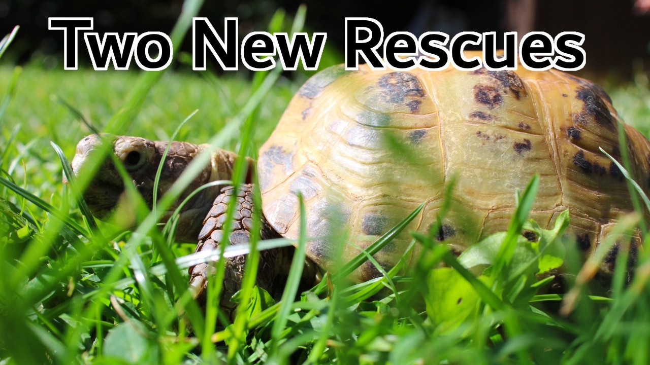 🐢 Meet our newest rescues! 🦎 Animal Sanctuary Life Update 💞 - YouTube