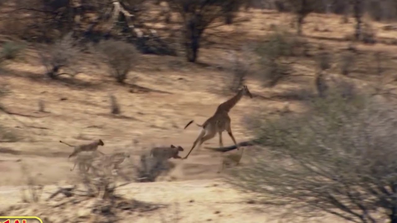 Unexpected moments, tiger hunting giraffe - YouTube