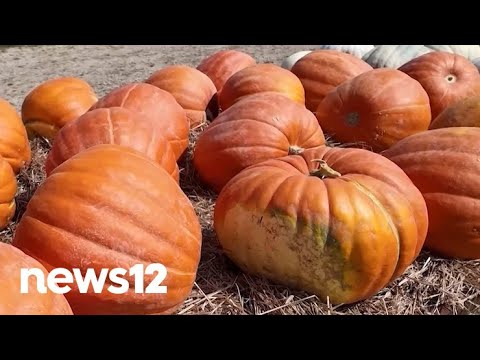 Explore the Peanuts-inspired corn maze at Hank's Pumpkintown & more ...