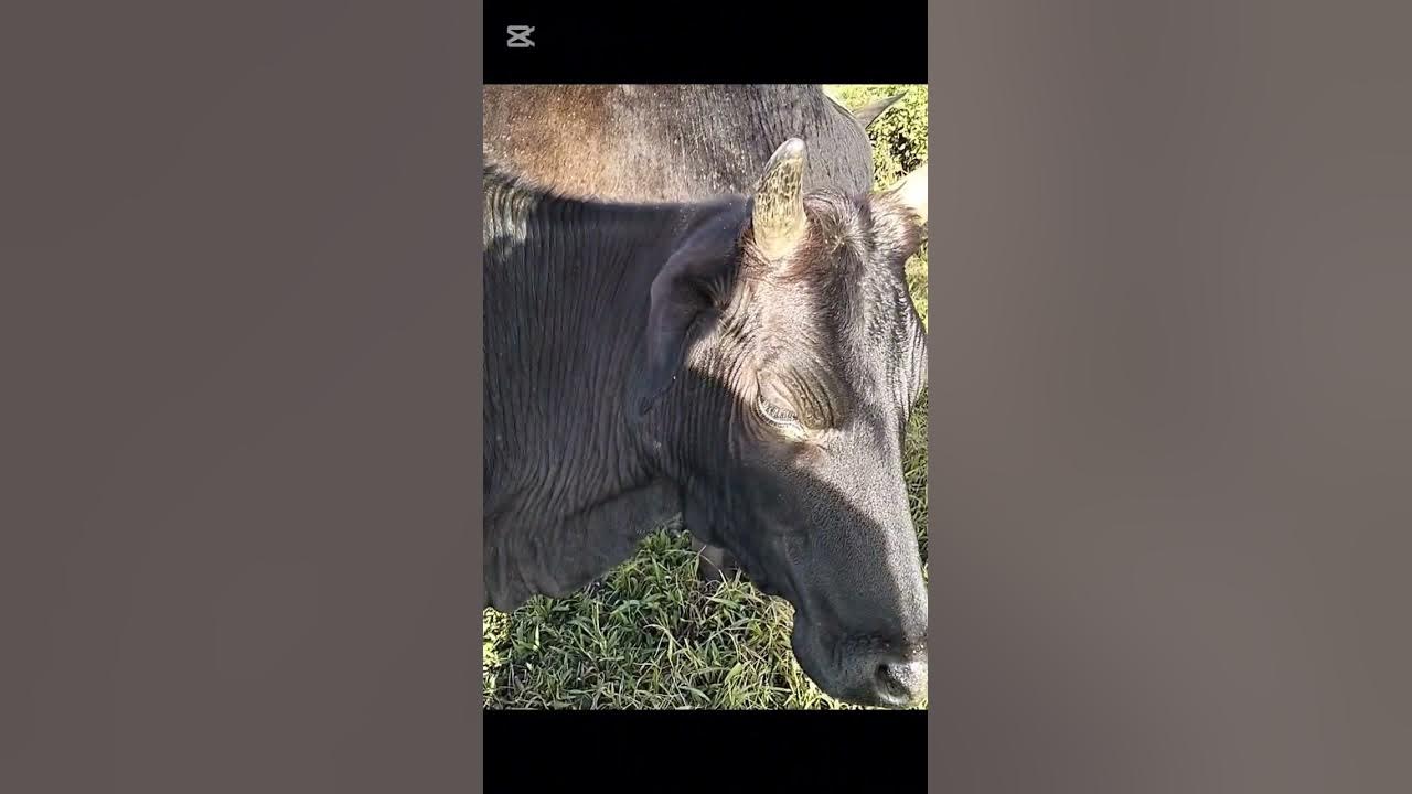 hnub no mus saib nyuj tsis muaj hmoog li me nyuam nyuj tuav lawm - YouTube