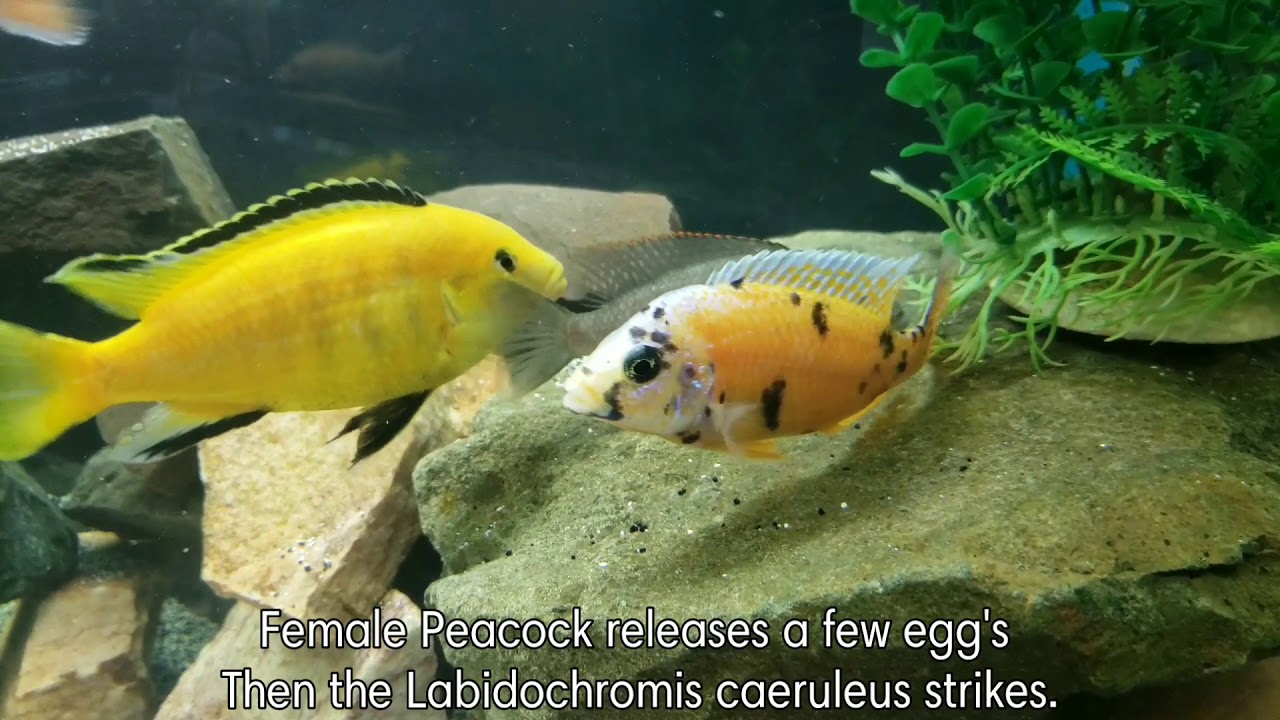 Peacock Cichlid's fertilizing egg's - YouTube