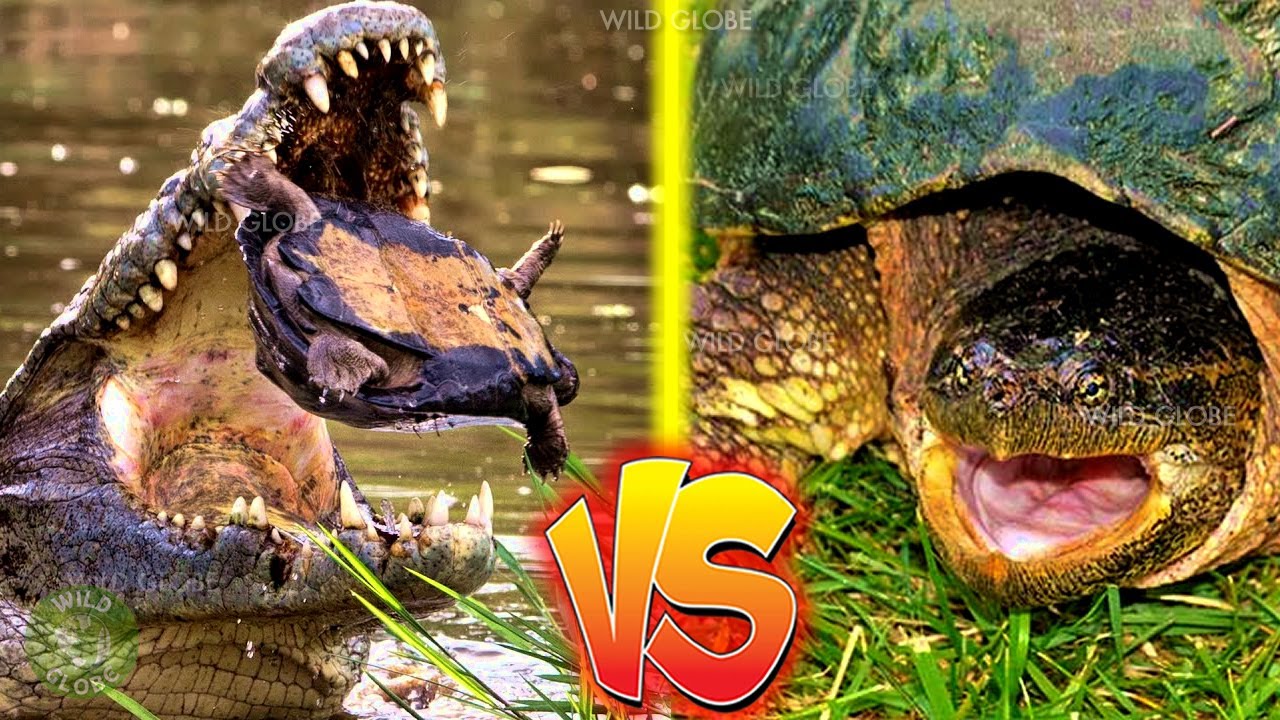 TURTLE vs CROCODILE - Snapping Turtle Was CRUSHED by Power Teeth - LIVE ...